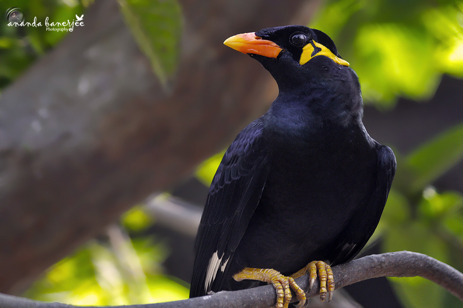 Common hill myna - Alchetron, The Free Social Encyclopedia