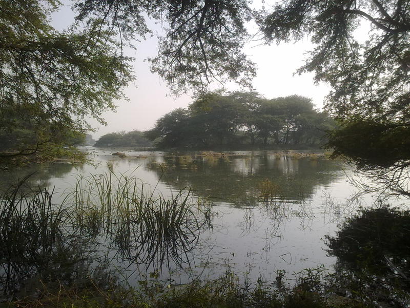 Wetland Sultanpur National Park - India Travel Forum | IndiaMike.com
