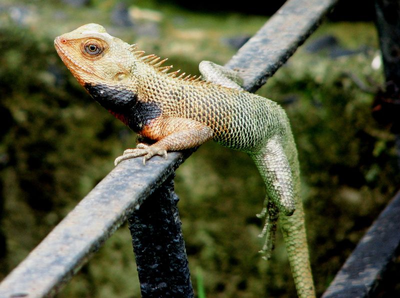 The Chameleon-Girgiti - India Travel Forum | IndiaMike.com