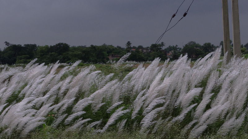 Image Of Kash Flower