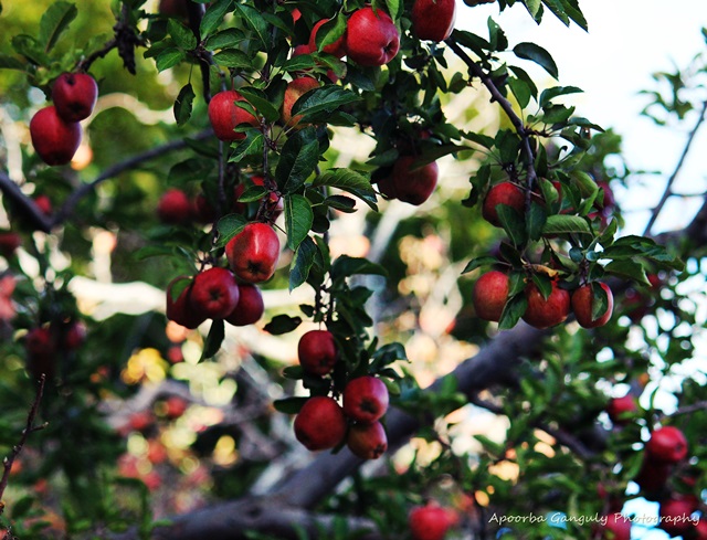 India Travel Forum | IndiaMike.com