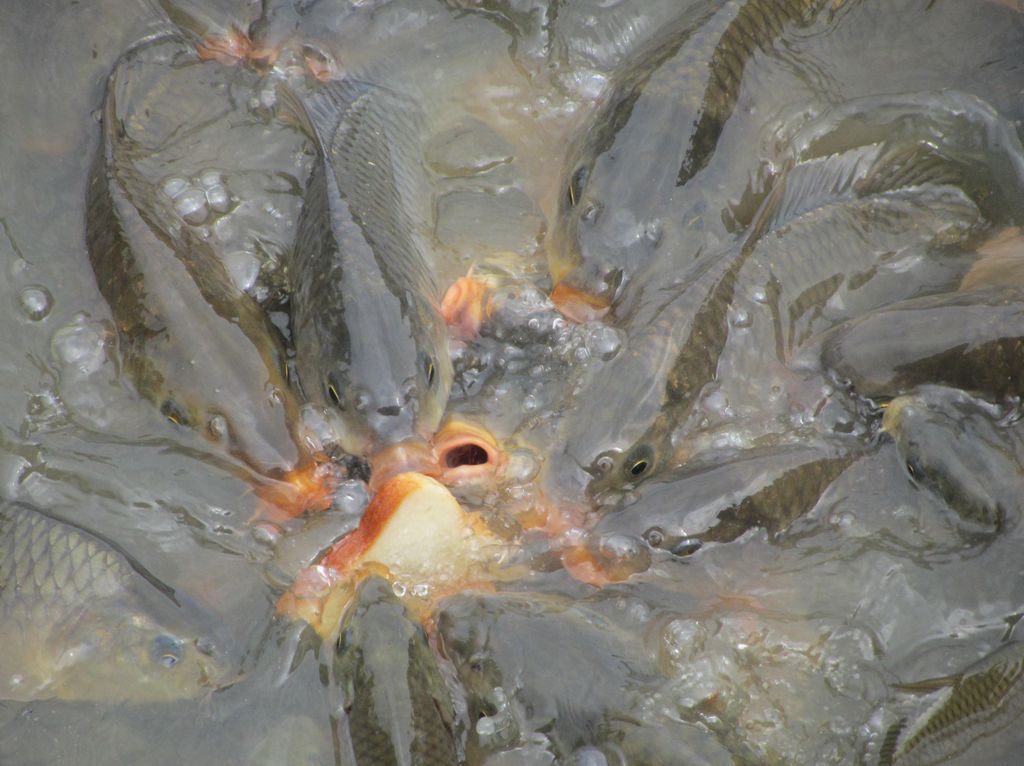 Mirik - JungleKey.in Image