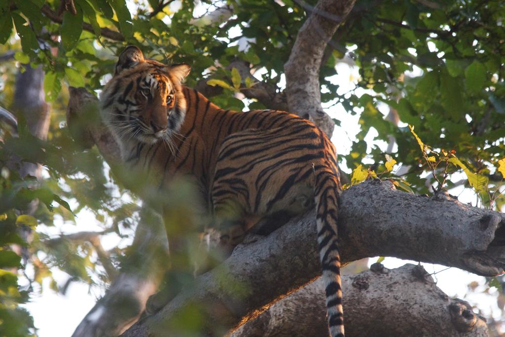 Sitting in a tree! Yes I am a tiger! - India Travel Forum | IndiaMike.com