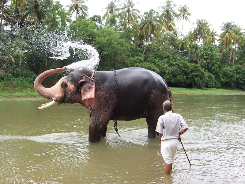 Elephant shower - India Travel Forum | IndiaMike.com