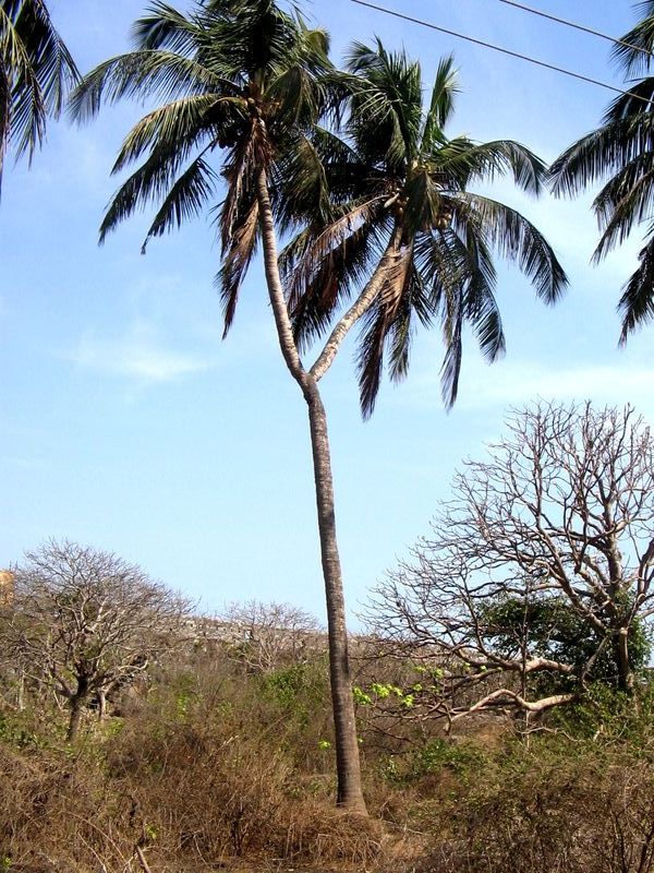 Sindhudurg Fort Coconut Tree