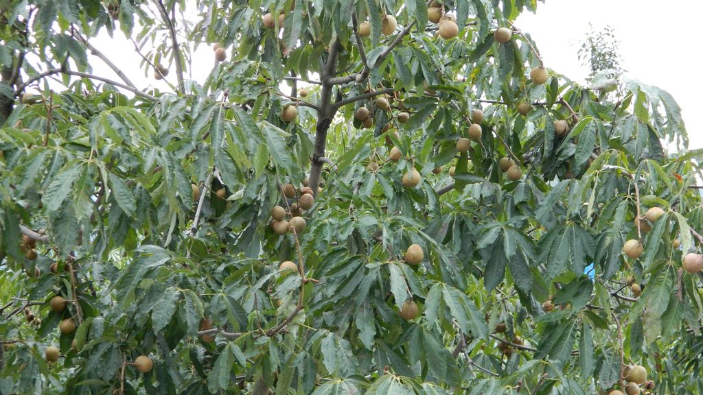 India Travel Forum | IndiaMike.com