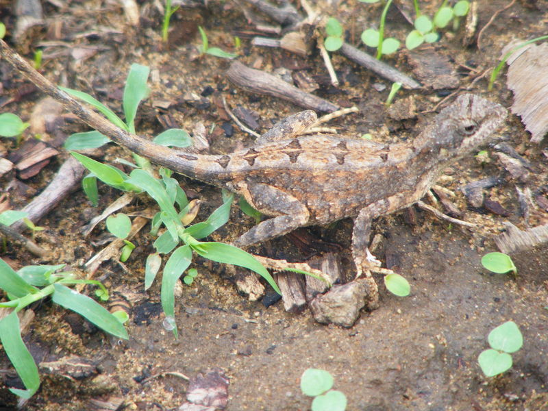 COMMON INDIAN LIZARD - India Travel Forum | IndiaMike.com