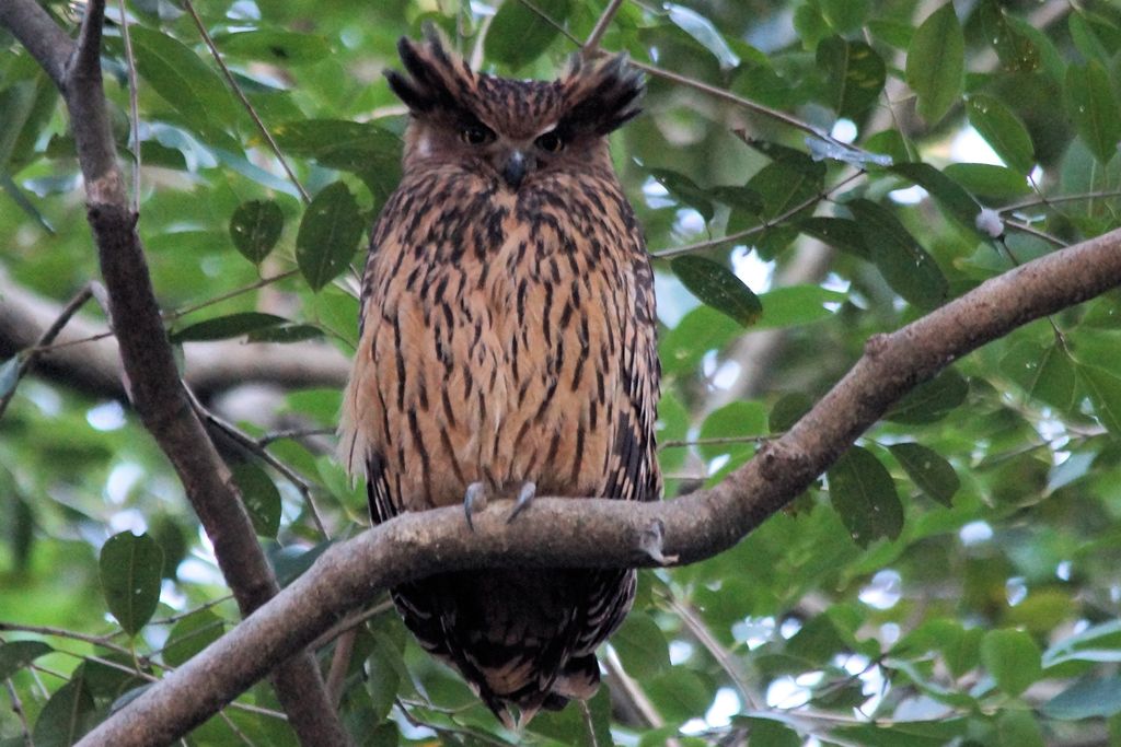 Tawny fish owl - Alchetron, The Free Social Encyclopedia