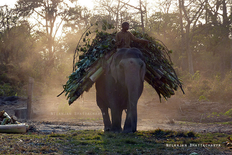 Elephant Carrying Food - India Travel Forum | IndiaMike.com