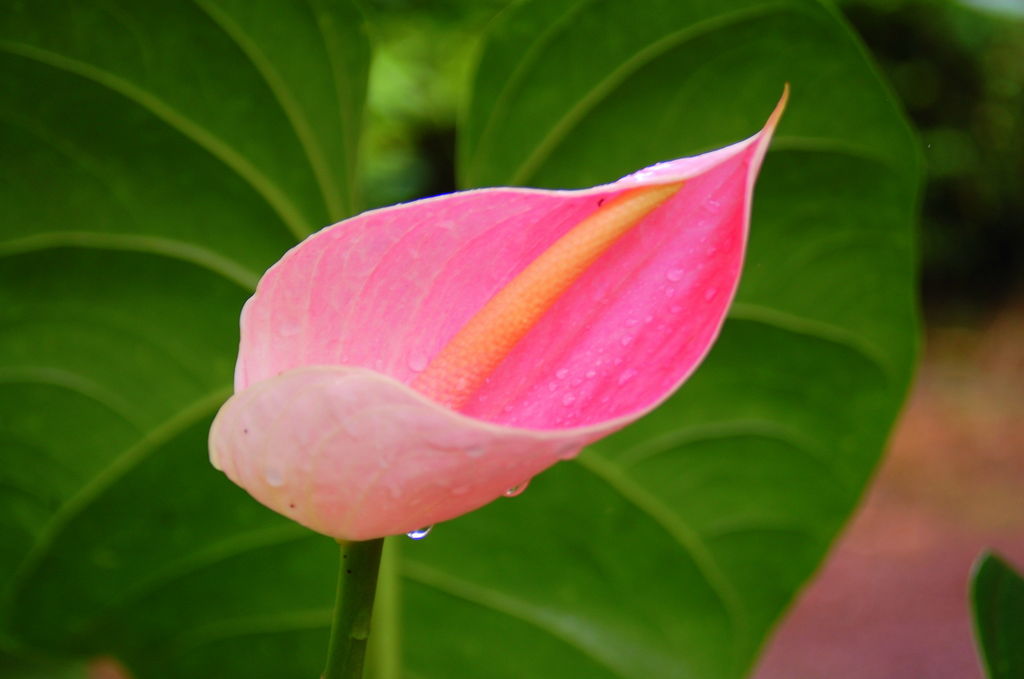 tulip flower from kerala gk river view homestay - India Travel Forum ...