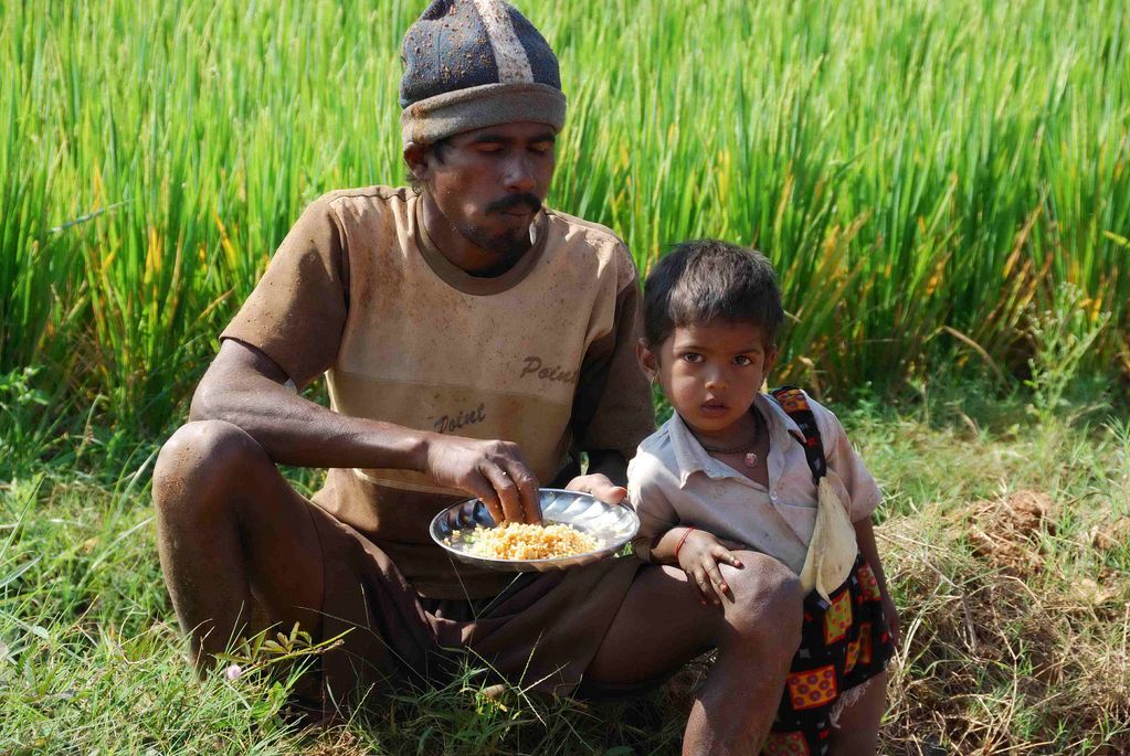 Man & child eating in rice field, road Mysore to Somnathpur - Karnataka ...