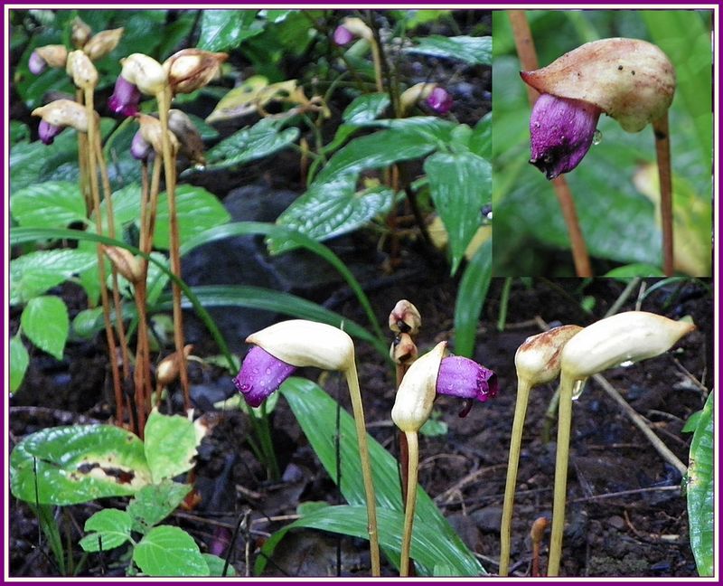 Beautiful Parasites