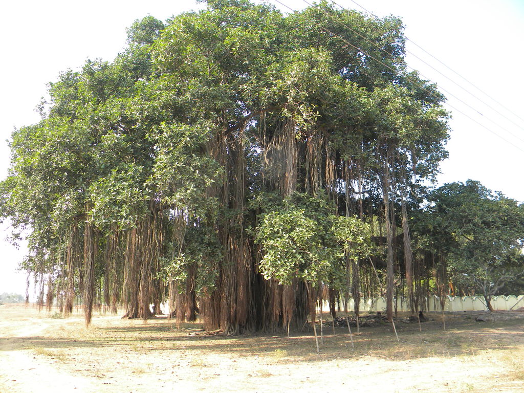 BHALKI VILLAGE - India Travel Forum | IndiaMike.com