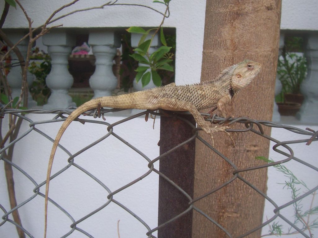 girgit - India Travel Forum | IndiaMike.com