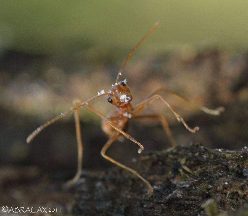 Ant's Eye View - India Travel Forum | IndiaMike.com