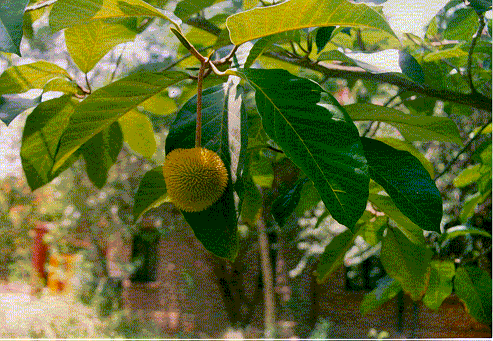 Aini chacka or Aanjily chacka - India Travel Forum | IndiaMike.com