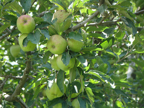 Apple - Shimla - India Travel Forum | IndiaMike.com