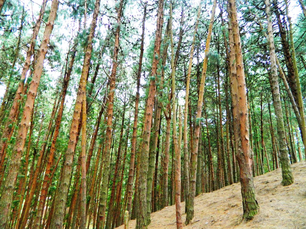 Pine forest - India Travel Forum | IndiaMike.com