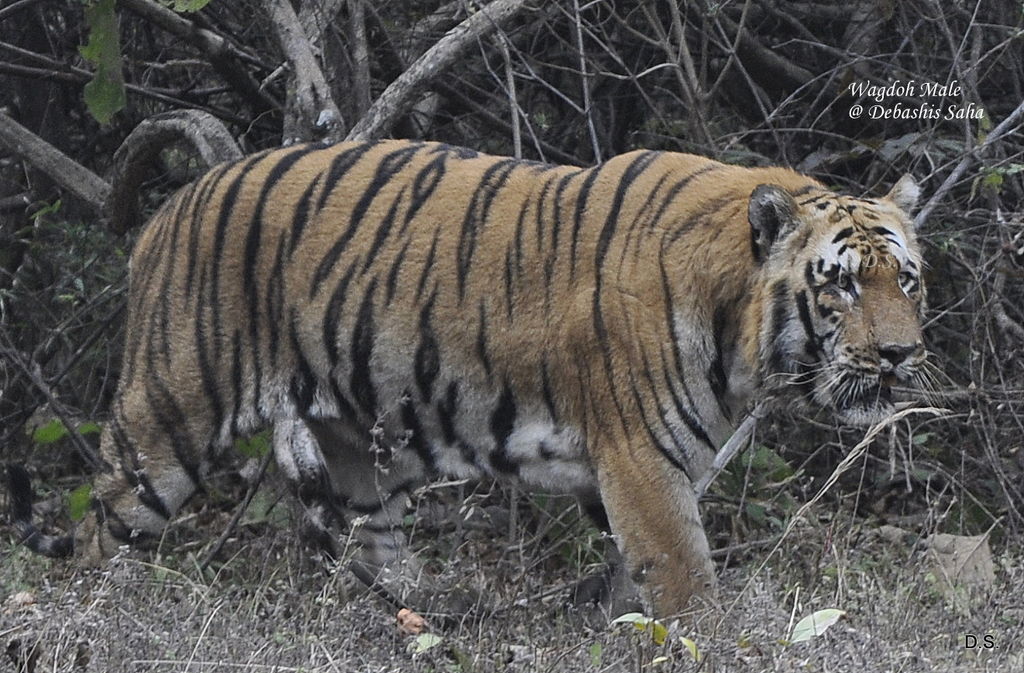 Modern weights and measurements on wild tigers