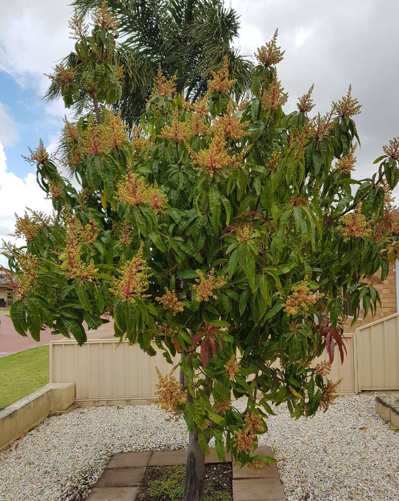 Mango Tree Flower