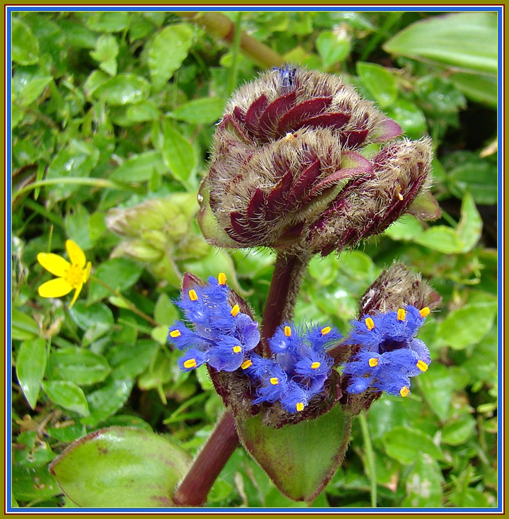 Unusual monsoon wildflower - Cyanotis tuberosa - India Travel Forum ...