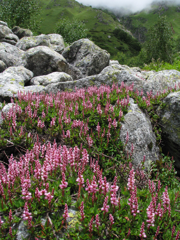 Beautiful Images Of Valley Of Flowers
