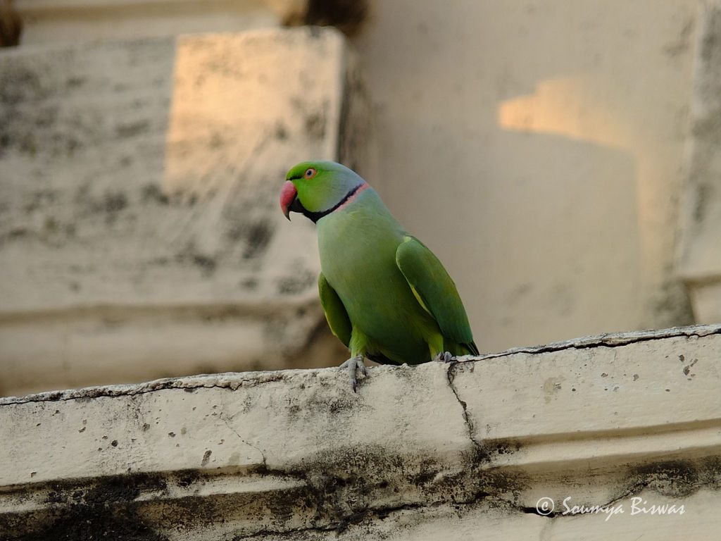 India Travel Forum | IndiaMike.com