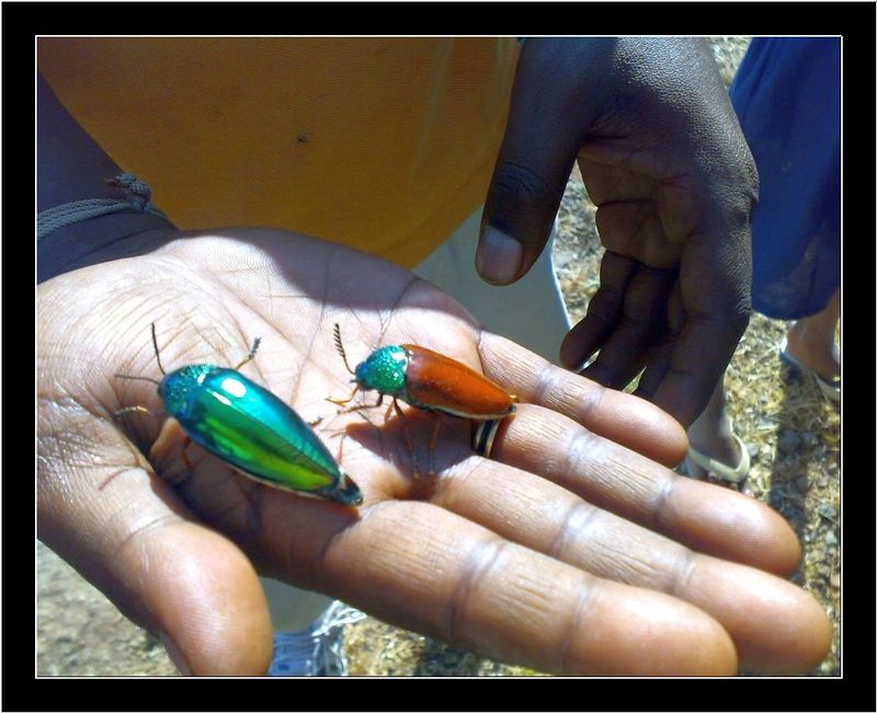 Strange colorful Insects - India Travel Forum | IndiaMike.com