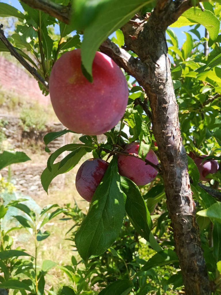 India Travel Forum | IndiaMike.com