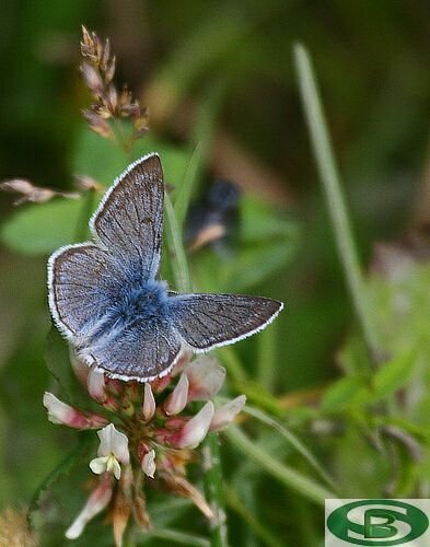 Blue Moths Species