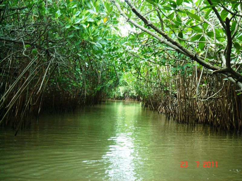 Pichavaram - JungleKey.in Image