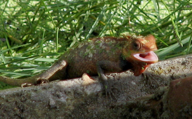 Lizard's Teeth - India Travel Forum | IndiaMike.com