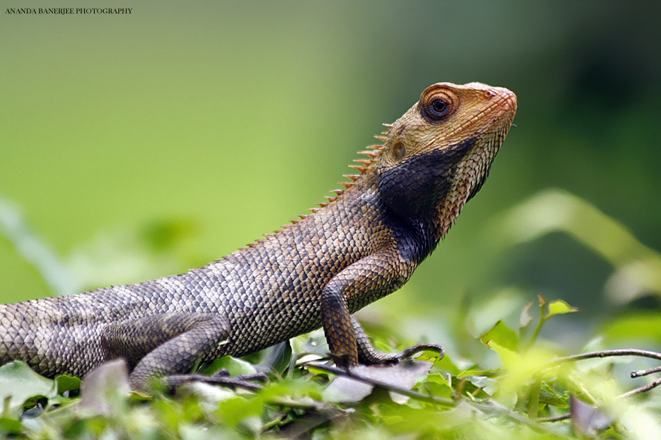 Oriental Garden Lizard or Changeable Lizard - India Travel Forum ...