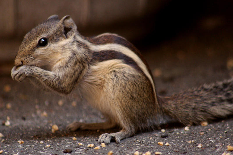 India Travel Forum | IndiaMike.com