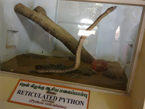 Guindy National Park And Snake Park