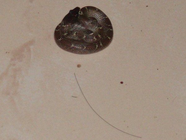 India Travel Forum | IndiaMike.com