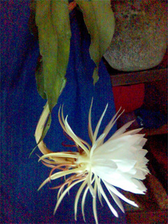 India Travel Forum | IndiaMike.com