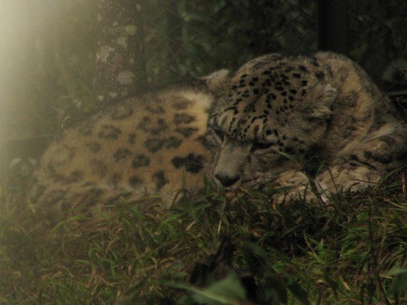 Animals And Plants Of Sikkim at Taj Rolleston blog